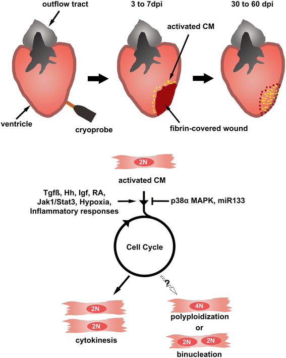 Zebrafish as a Model for Studying Cardiac Regeneration | SpringerLink