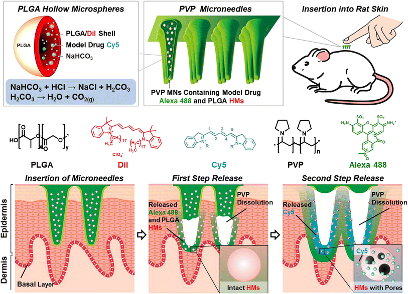 Poly(lactic- co-gly colic) acid drug delivery systems through ...