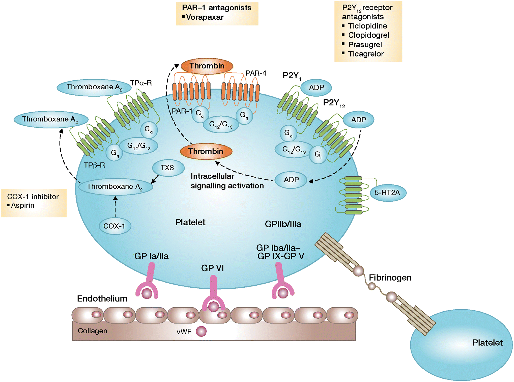 Oral Antiplatelet Therapy for Secondary Prevention of Acute Coronary ...