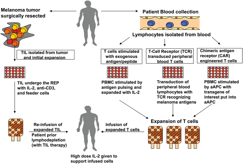 Tumor-Infiltrating Lymphocyte Therapy for Melanoma: Rationale and ...