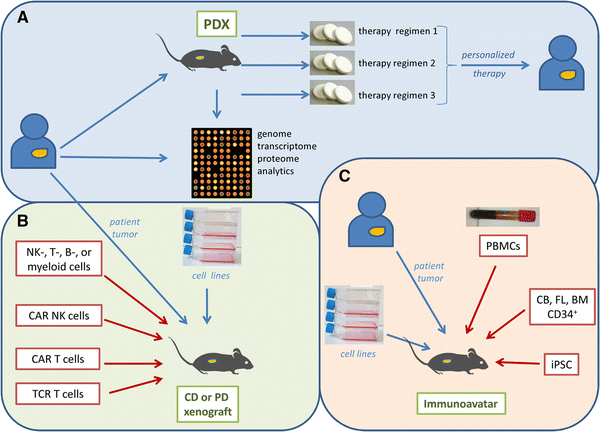 Humanized Mouse Models for the Preclinical Assessment of Cancer ...