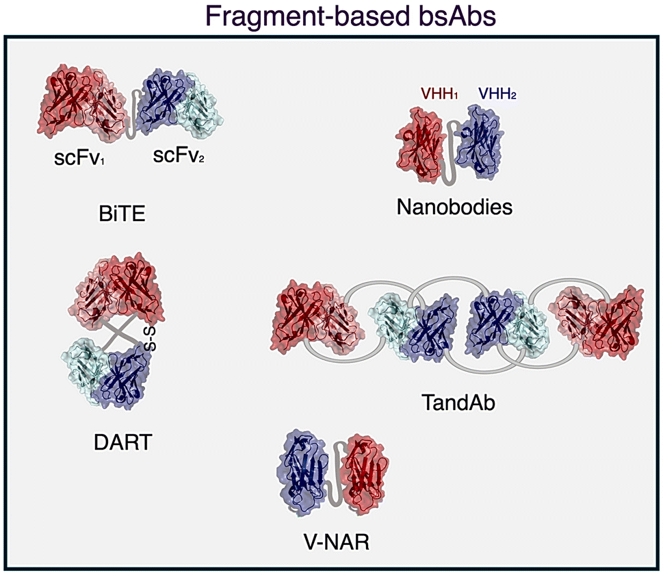 Expanding the Boundaries of Biotherapeutics with Bispecific Antibodies | SpringerLink