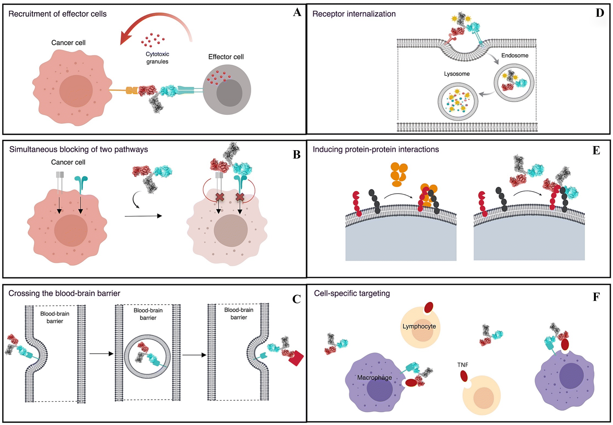Expanding the Boundaries of Biotherapeutics with Bispecific Antibodies ...