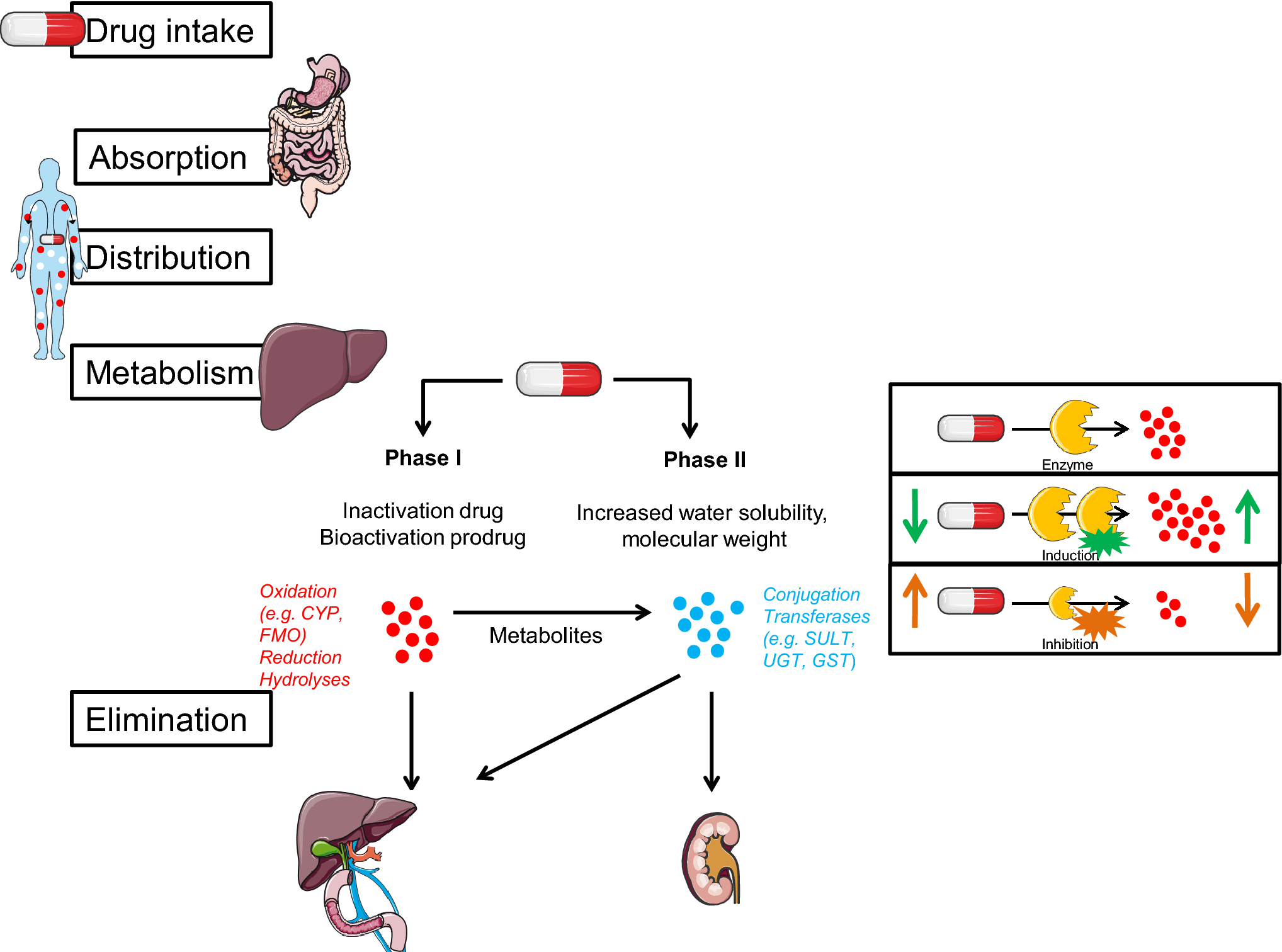 Cardiovascular Risk Management and Hepatitis C: Combining Drugs ...