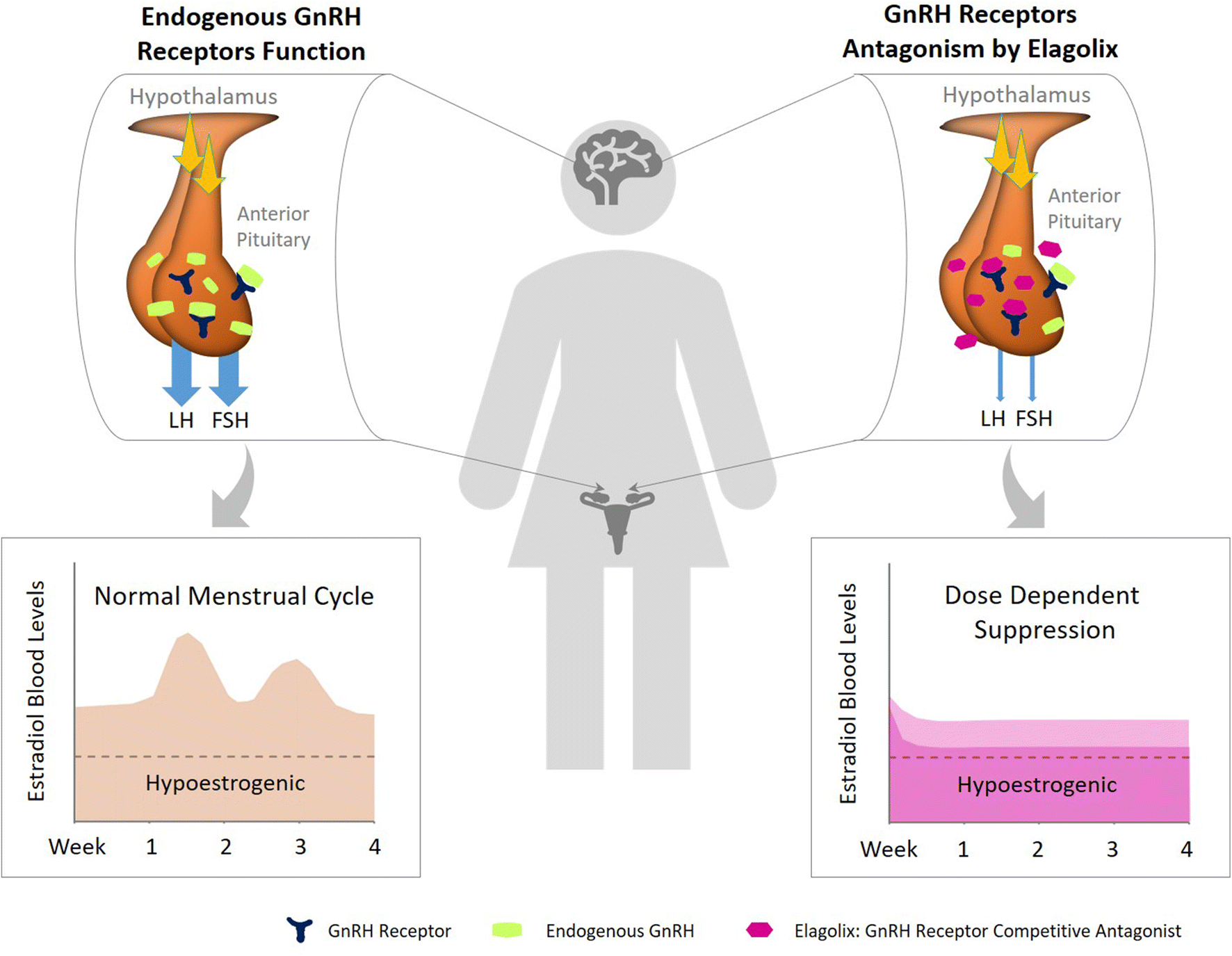 Clinical Pharmacology of Elagolix: An Oral Gonadotropin-Releasing ...
