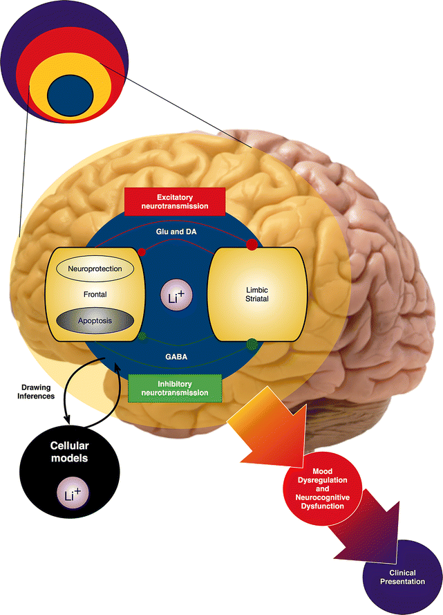 Therapeutic Mechanisms of Lithium in Bipolar Disorder: Recent Advances ...