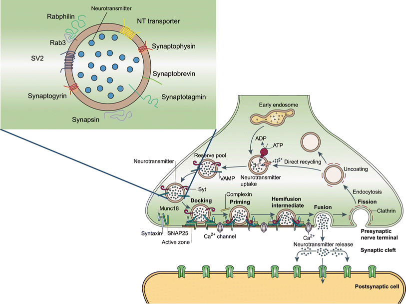 Synaptic Vesicle Glycoprotein 2A Ligands in the Treatment of Epilepsy and Beyond | SpringerLink
