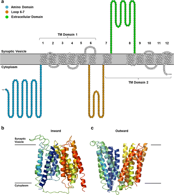 Synaptic Vesicle Glycoprotein 2A Ligands in the Treatment of Epilepsy and Beyond | SpringerLink
