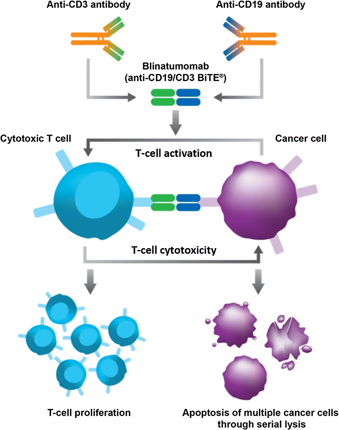 Benefit–Risk Assessment of Blinatumomab in the Treatment of Relapsed/Refractory B-Cell Precursor ...