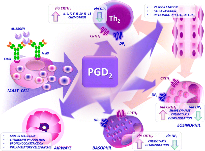 Targeting the PGD2/CRTH2/DP1 Signaling Pathway in Asthma and Allergic ...