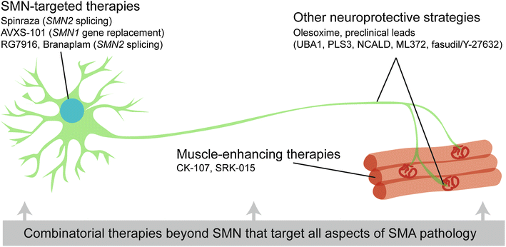Overview of Current Drugs and Molecules in Development for Spinal ...