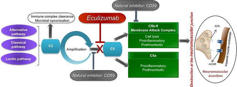 Eculizumab: A Review in Generalized Myasthenia Gravis | SpringerLink