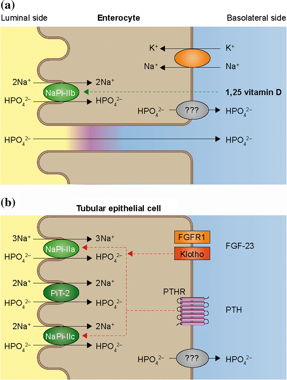 Targeting Gastrointestinal Transport Proteins to Control ...
