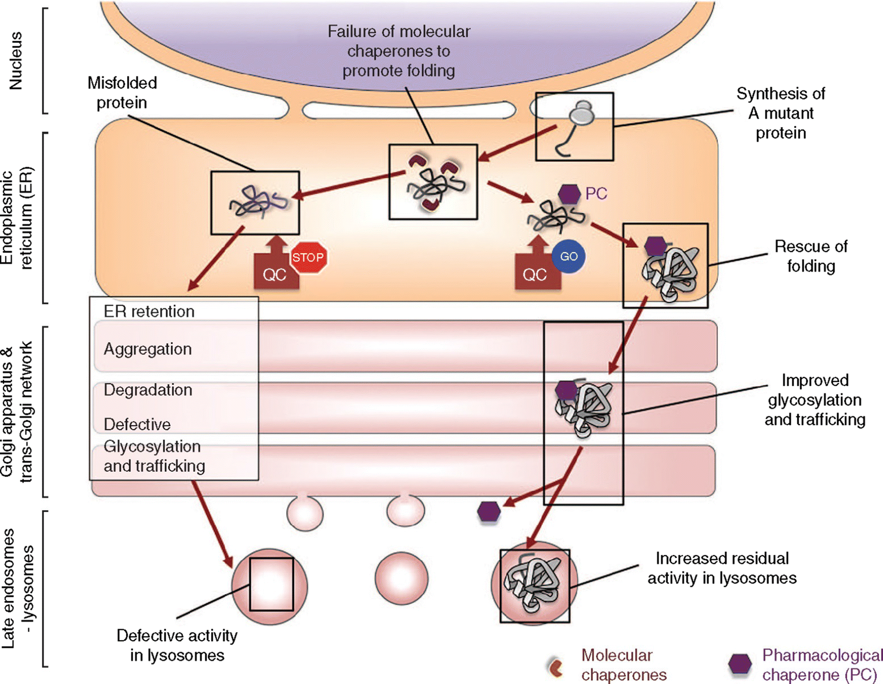 Migalastat: A Review in Fabry Disease | SpringerLink