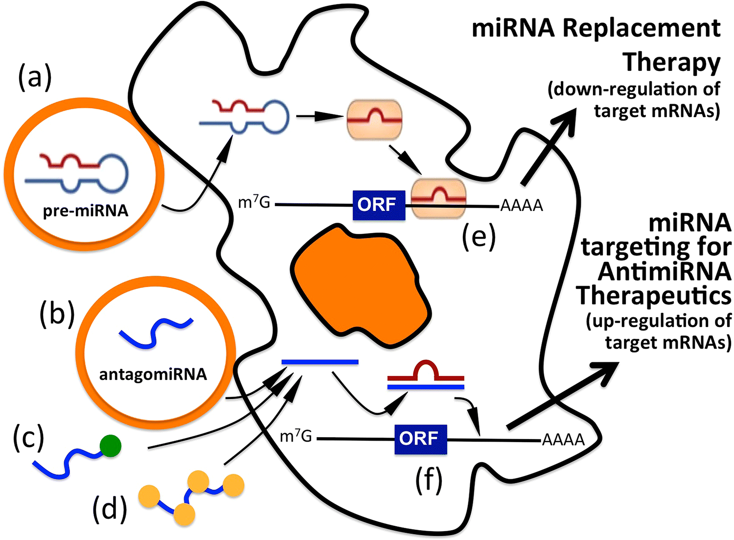 MicroRNAs and Long Non-coding RNAs in Genetic Diseases | SpringerLink