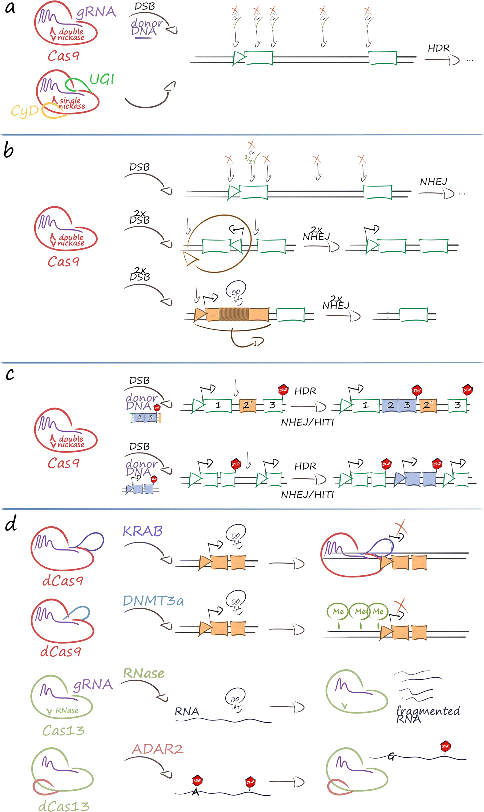 Rare Opportunities: CRISPR/Cas-Based Therapy Development for Rare ...