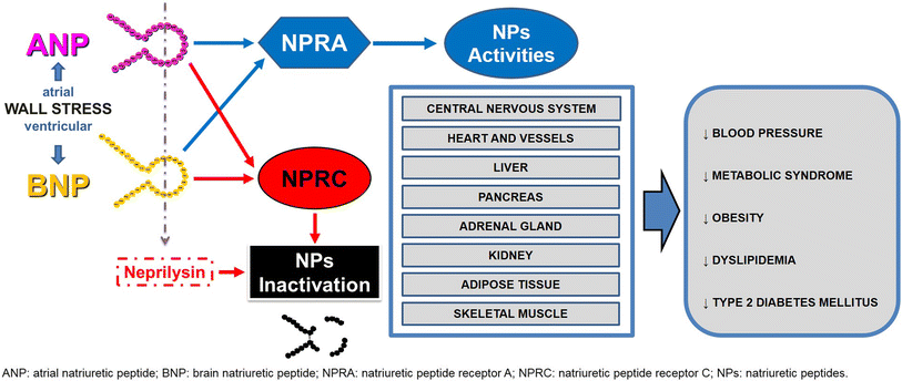 Cardiac Natriuretic Peptides, Hypertension and Cardiovascular Risk ...