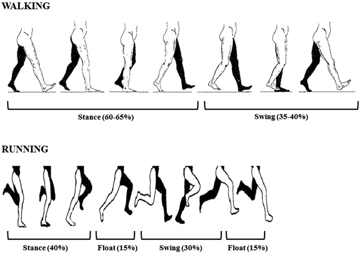 Ventilation and Locomotion in Humans: Mechanisms, Implications, and ...