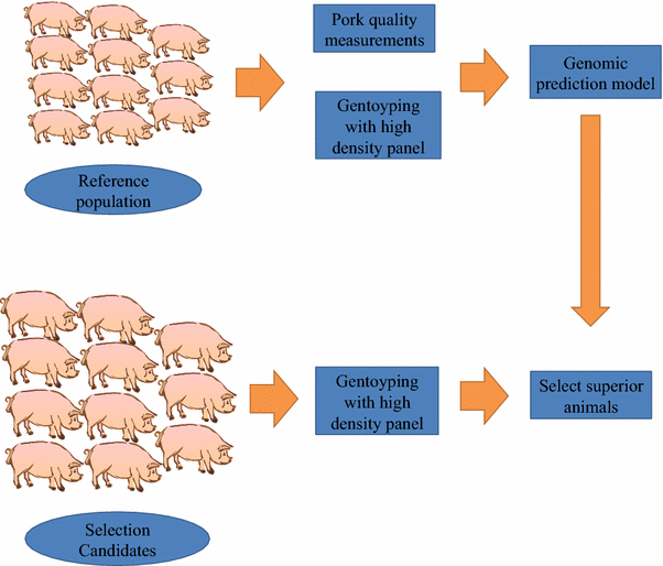 Genomic Selection, a New Era for Pork Quality Improvement | SpringerLink
