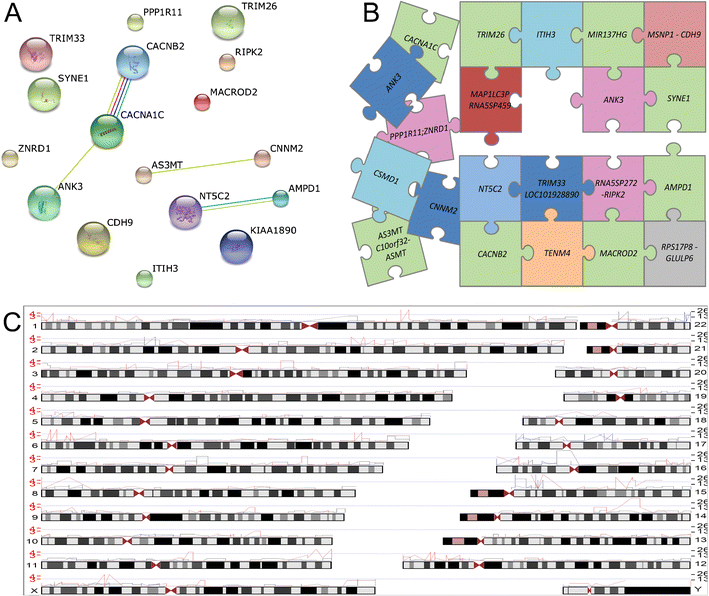 Genome-Wide Association Studies of Autism | SpringerLink
