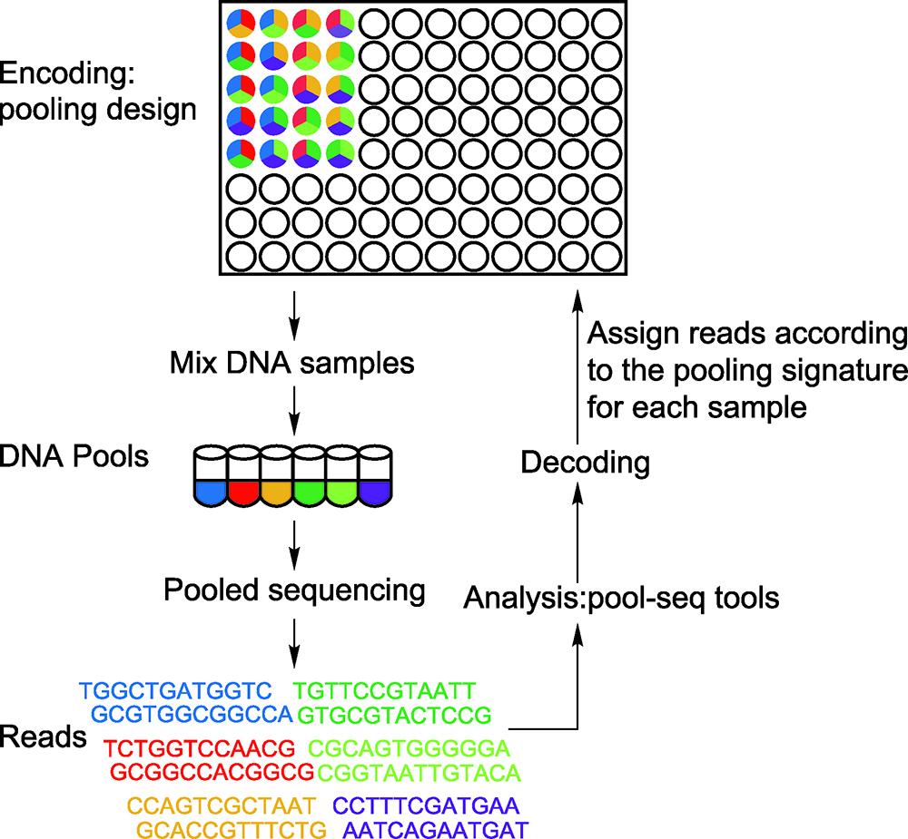 Combinatorial pooled sequencing: experiment design and decoding ...