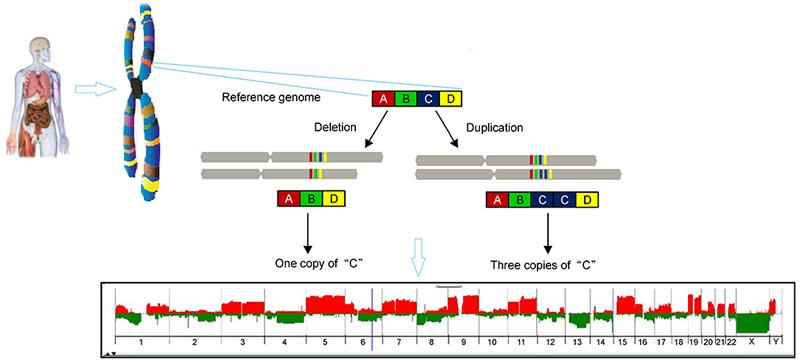Copy Number Variation Related Disease Genes Springerlink