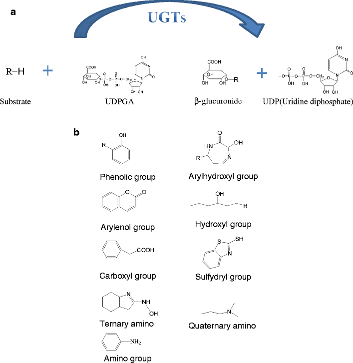 Challenges and Opportunities with Predicting In Vivo Phase II ...