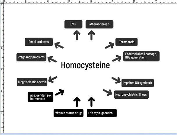 Link between Homocysteine and Cardiovascular Diseases | SpringerLink