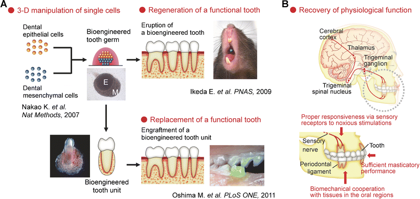 Whole Tooth Regenerative Therapy Using a Bioengineered Tooth Germ ...