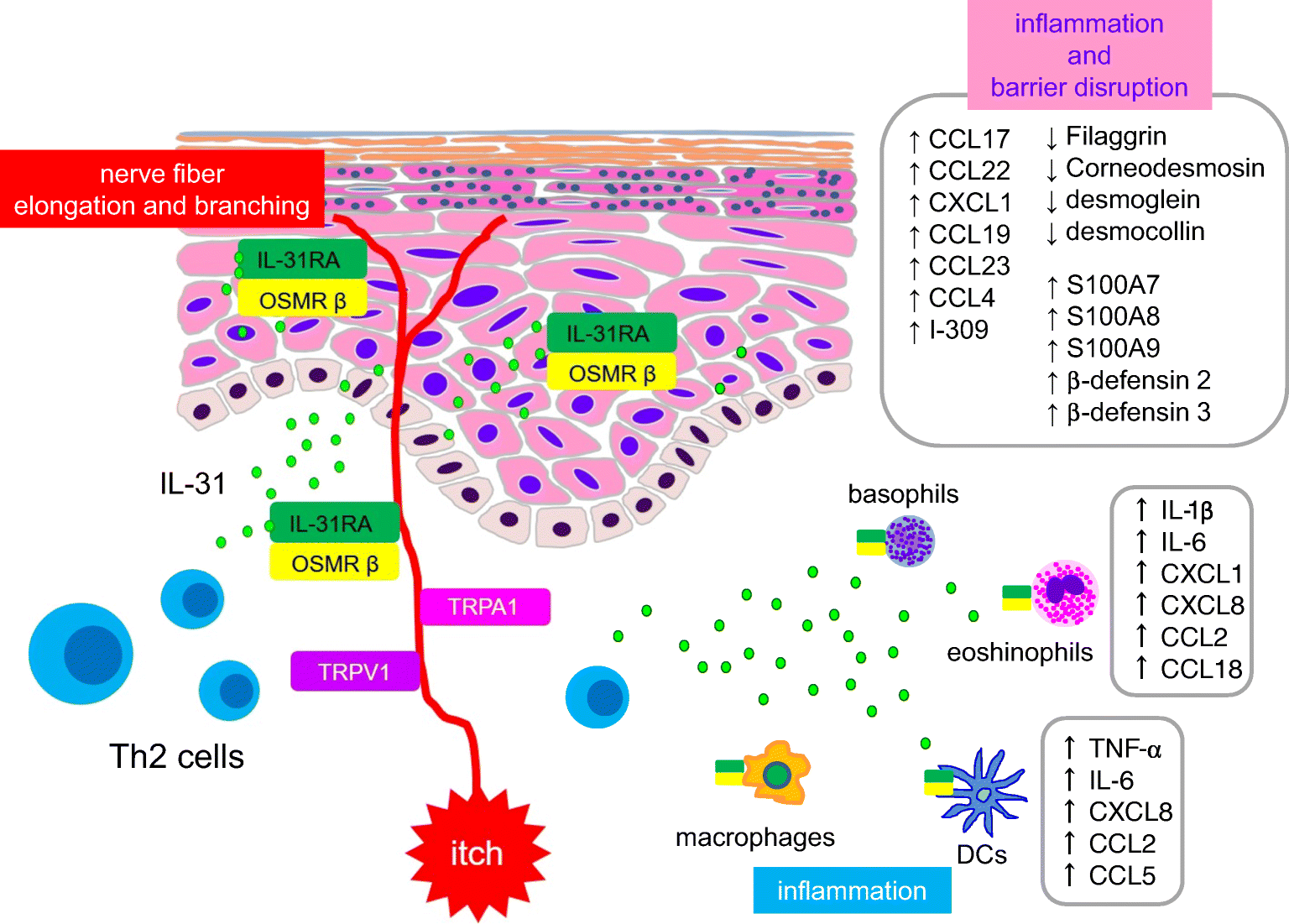 Nemolizumab and Atopic Dermatitis: the Interaction Between Interleukin ...