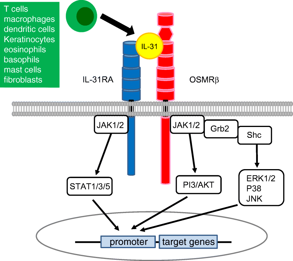Nemolizumab and Atopic Dermatitis: the Interaction Between Interleukin ...