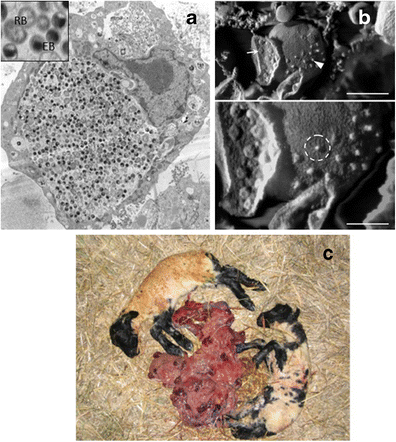 Chlamydia abortus: New Aspects of Infectious Abortion in Sheep and ...