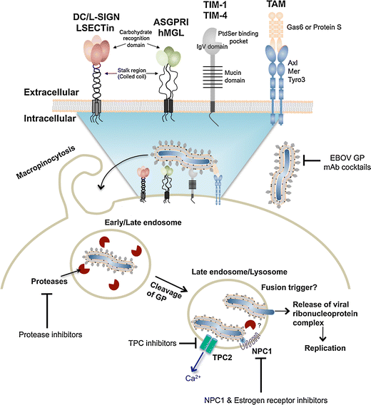 Ebola Virus Entry into Host Cells: Identifying Therapeutic Strategies ...