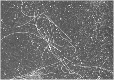 Filamentous Influenza Viruses | SpringerLink