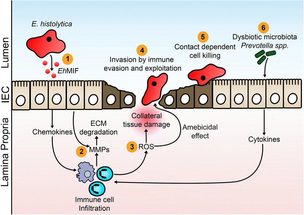 Tissue Destruction Caused by Entamoeba histolytica Parasite : Cell ...