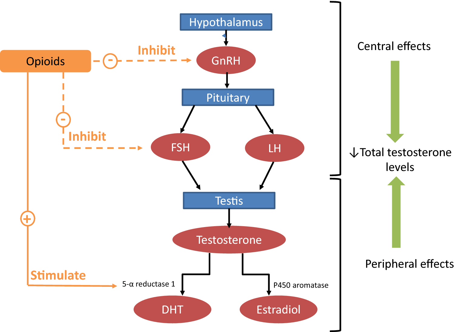 Testosterone deficiency in non-cancer opioid-treated patients ...