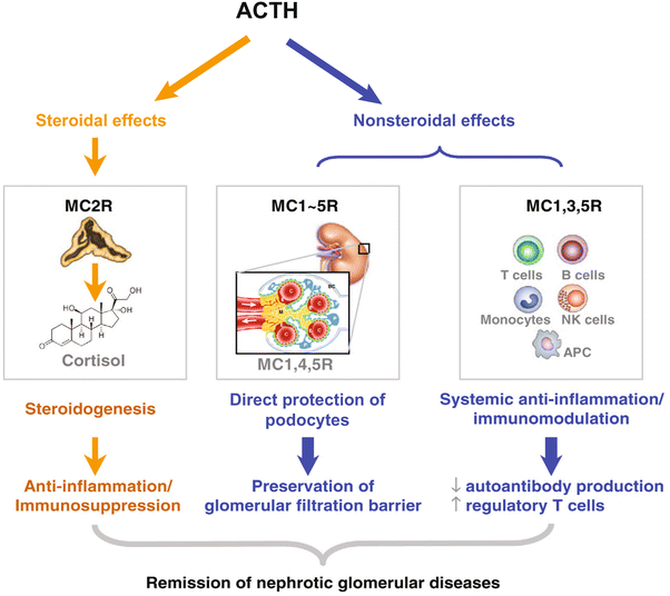Adrenocorticotropic hormone therapy for the treatment of idiopathic ...