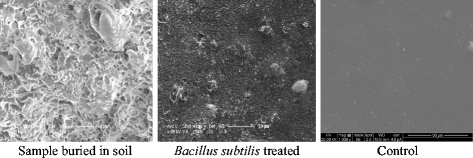 Biodegradation of Natural Rubber by Laccase and Manganese Peroxidase ...