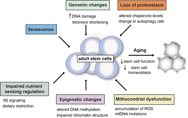 Defining the General Principles of Stem Cell Aging: Lessons from ...