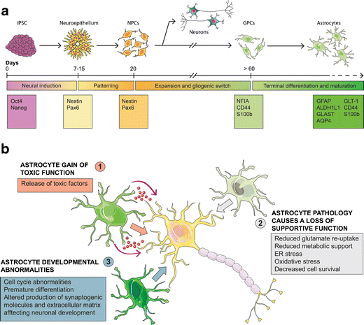 Human Stem Cell-Derived Astrocytes: Specification and Relevance for ...