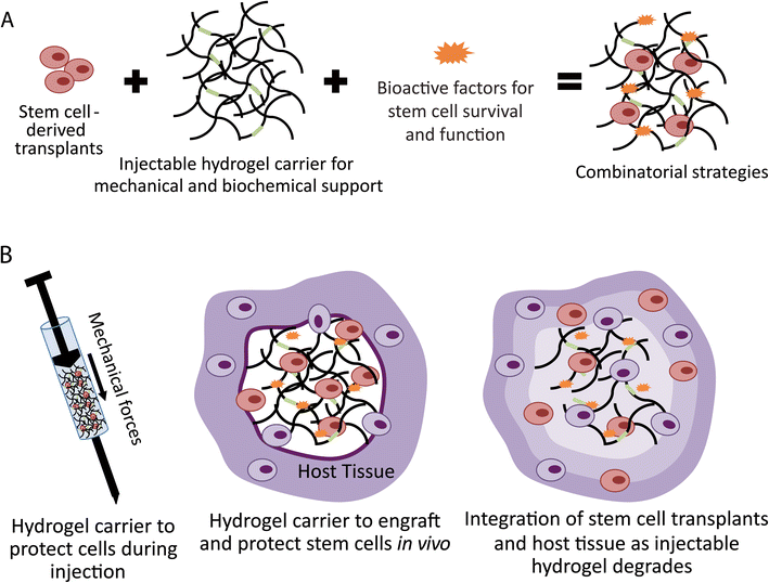 Design of Injectable Materials to Improve Stem Cell Transplantation ...