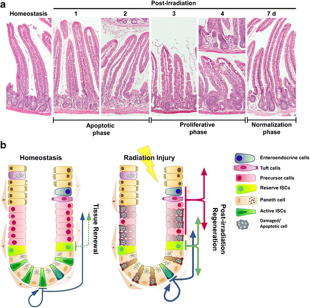 The Role of Intestinal Stem Cells in Epithelial Regeneration Following ...
