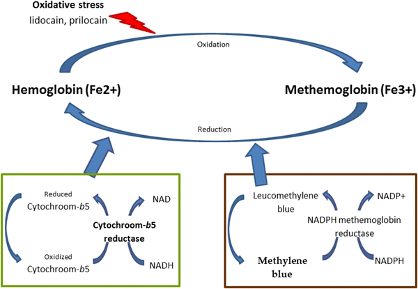 A 12-Day-Old Boy with Methemoglobinemia After Circumcision with Local ...