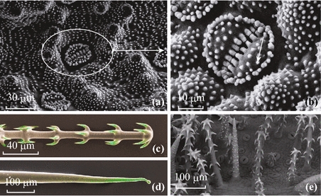 Plant Surfaces: Structures and Functions for Biomimetic Innovations ...
