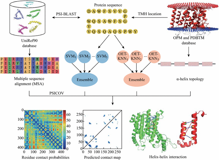 MemBrain: An Easy-to-Use Online Webserver for Transmembrane Protein Structure Prediction ...