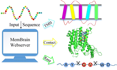 MemBrain: An Easy-to-Use Online Webserver for Transmembrane Protein ...