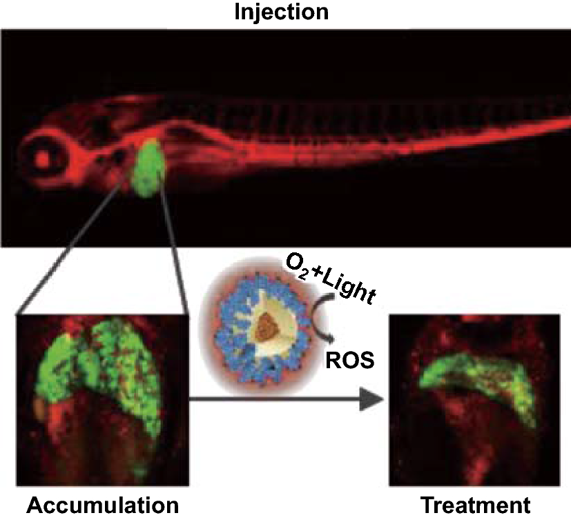 Visualizing Photodynamic Therapy in Transgenic Zebrafish Using Organic ...