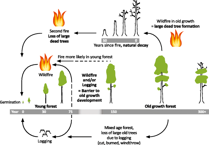 Interactions between Forest Resource Management and Landscape Structure ...