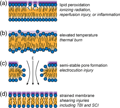 Repair and Regeneration of the Wounded Cell Membrane | SpringerLink