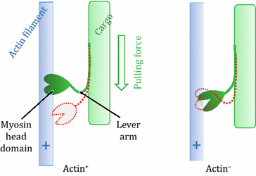 Thermodynamic aspects of ATP hydrolysis of actomyosin complex ...